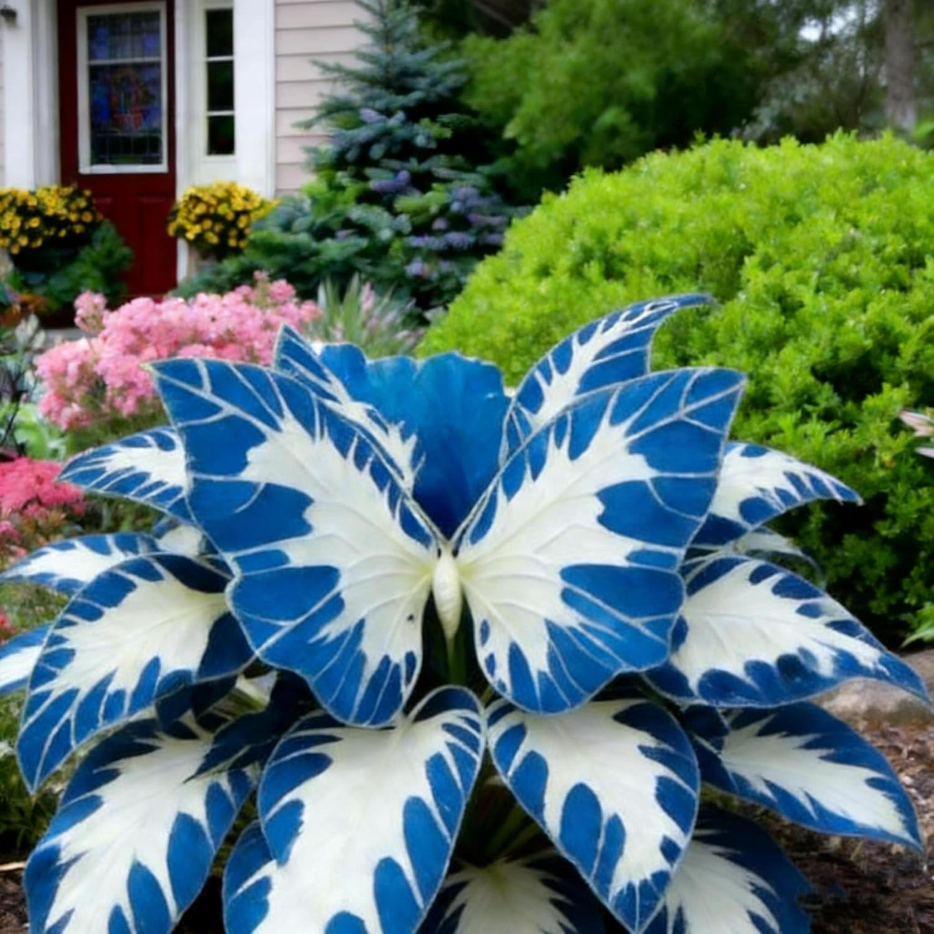 Blue White Butterfly Hosta Seeds – Rare Perennial - Etsy