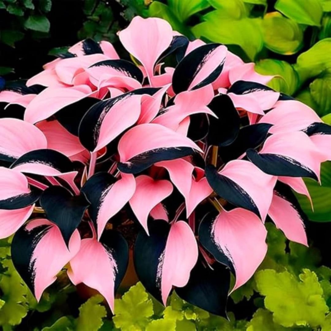 Graines d'hosta roses noires – vivaces rares mixtes - Etsy France