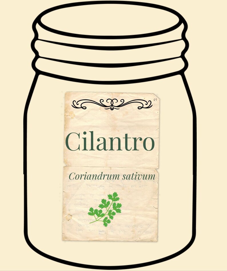 Printable Kitchen Herbs Labels -12 Vintage Apothecary Jar Labels ...