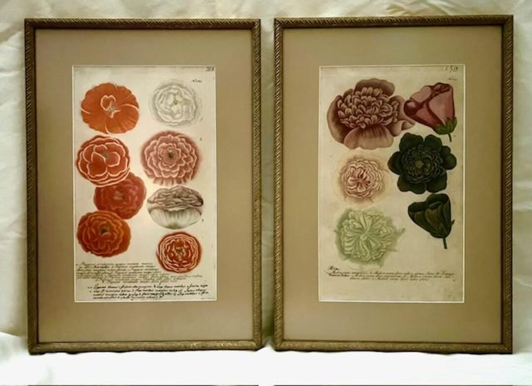 Antique Poppy Flowers Hand Colored Etchings by Johann Weinmann (1740s ...