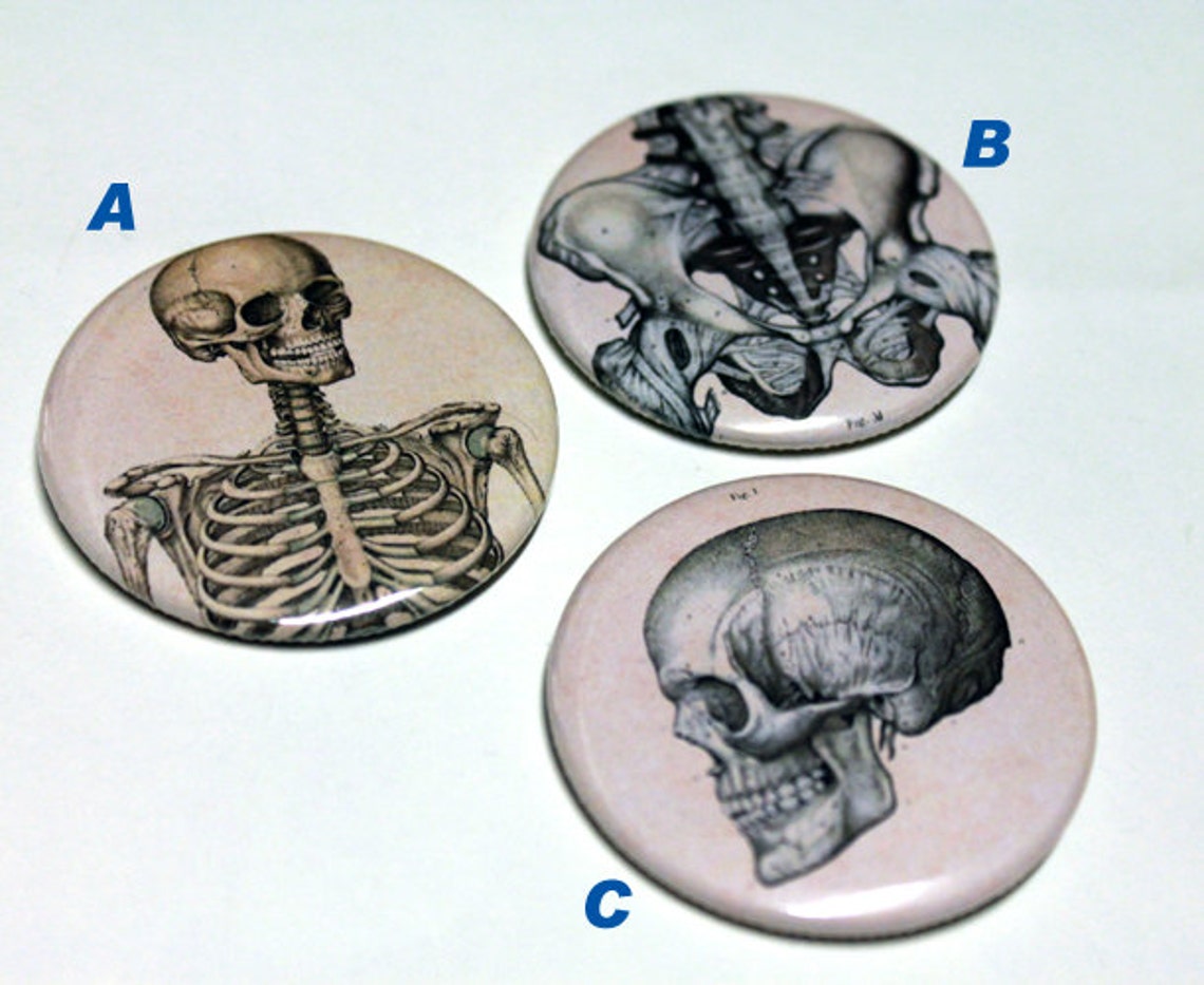 Skeleton Pelvis Skull Pinback Button 2.25 Inch - Etsy Canada