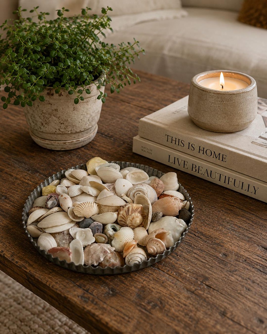Authentic Seashell Collection in Vintage Scalloped Metal Tray | Coastal ...
