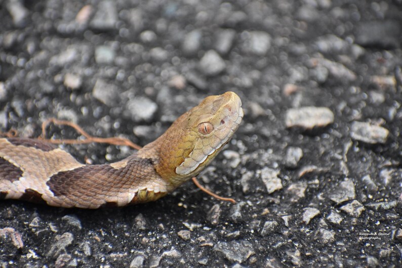 Closeup of a Copperhead - Etsy