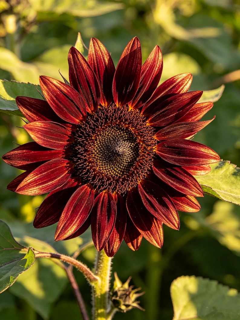 25+mixed Color Ornamental Sunflower Seeds-multi Chocolate Yellow ...