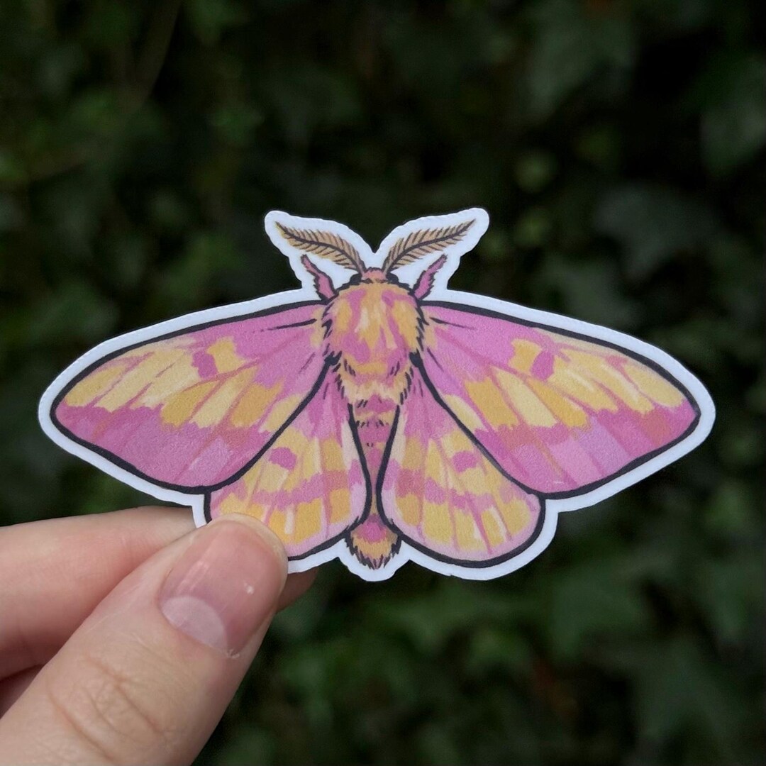 Rosy Maple Moth Sticker - Dryocampa Rubicunda - Waterproof Vinyl ...