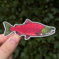 Yellowtail Kingfish Sticker - Etsy