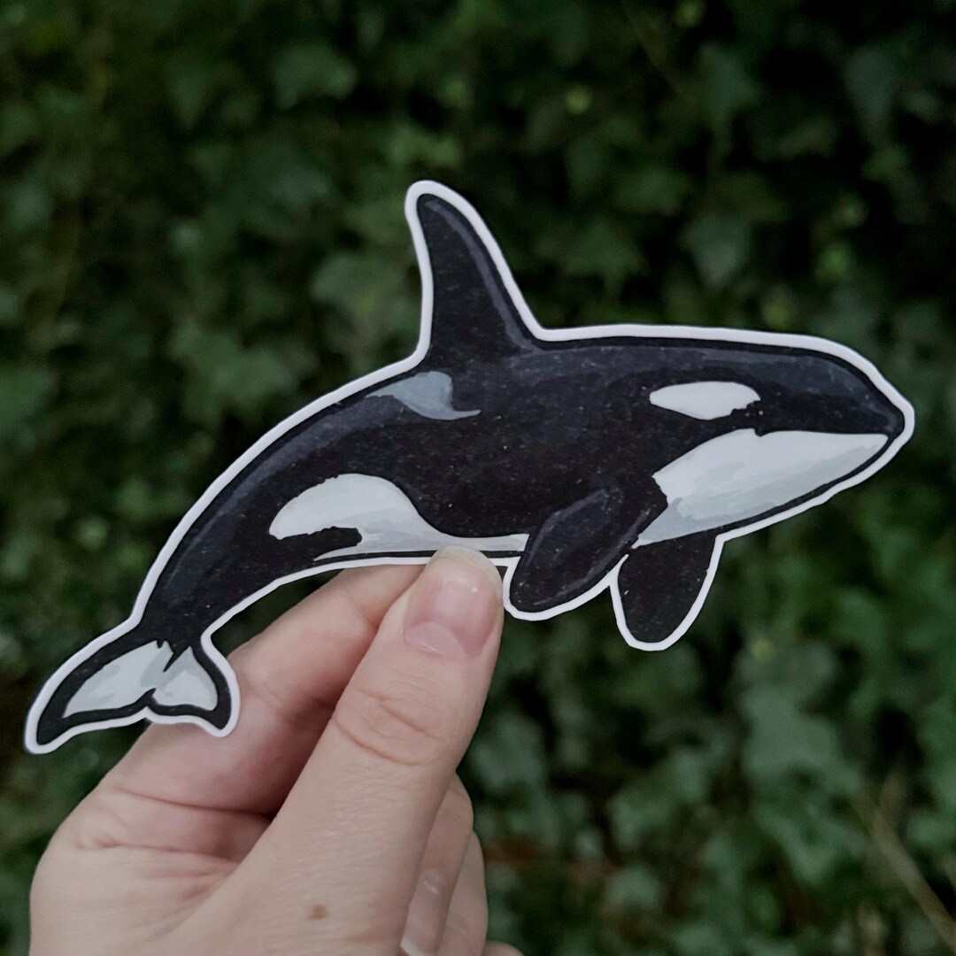 Orca Sticker - Killer Whale Vinyl Decal - Marine Biology Gift - PNW ...