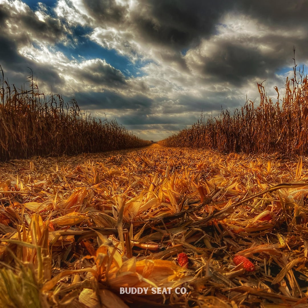 Harvest Corn Stalks Wall Art Print | Midwest Farm Field Photography ...