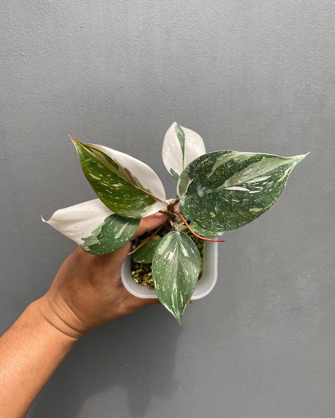 Philodendron White Knight Marble Variegated - Etsy