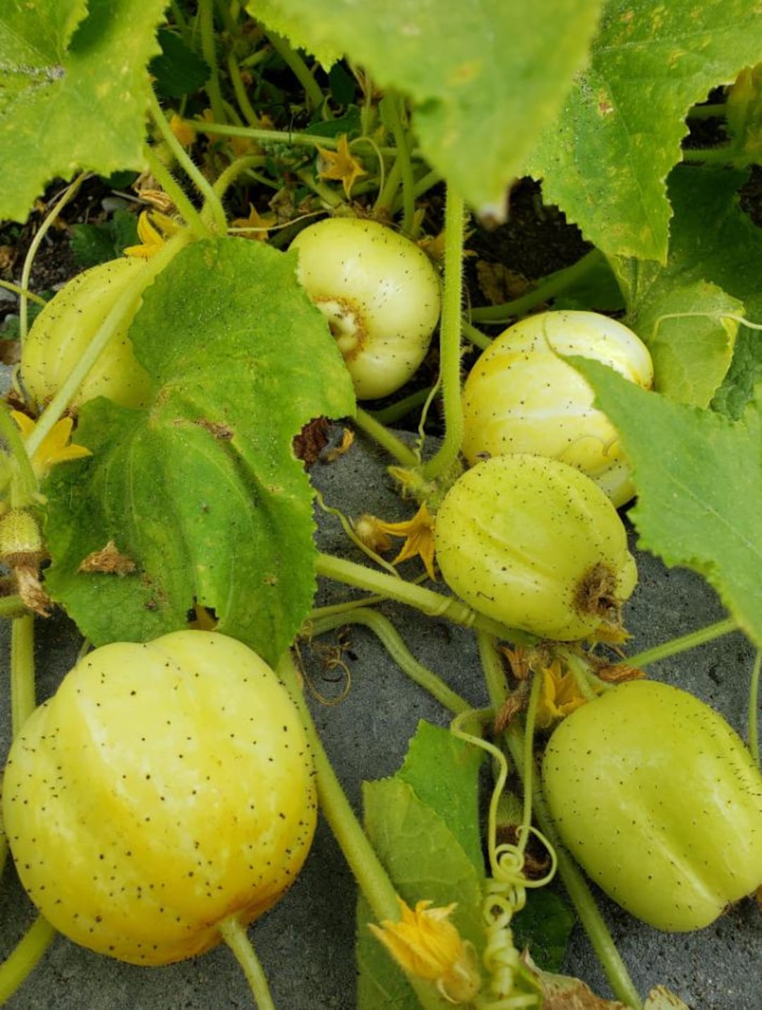 Set 2 Pots Live Cucumber Plants for Planting, Lemon Cucumber Plants ...