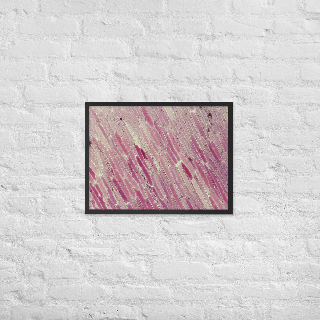 Microscopy Art Print – Onion Epidermis Cells at 10× | Scientific Wall ...