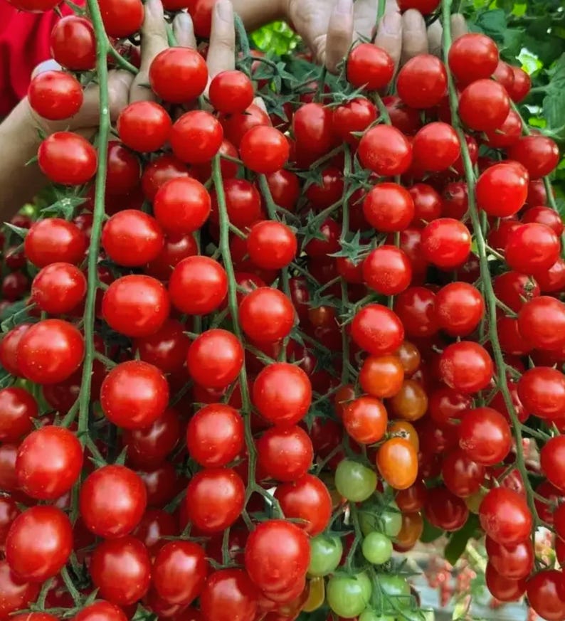 Waterfall Tomato Seeds 200 Non-gmo Heirloom Cascading Cherry Tomato ...