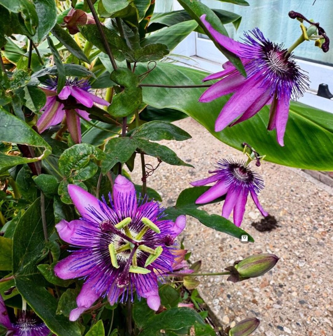 Passiflora Lady Lavender Live Plant - 6-8" Tall - Ship No Pot ...