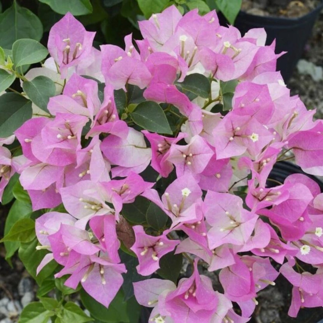 Coconut Ice Bougainvillea Live Plant - 4-6" Tall - Ship No Pot ...