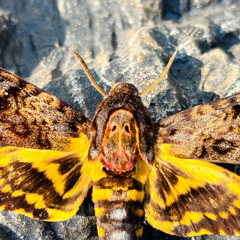 Taxidermy Death’s-head Hawkmoth, Real Dried Acherontia Specimen for ...