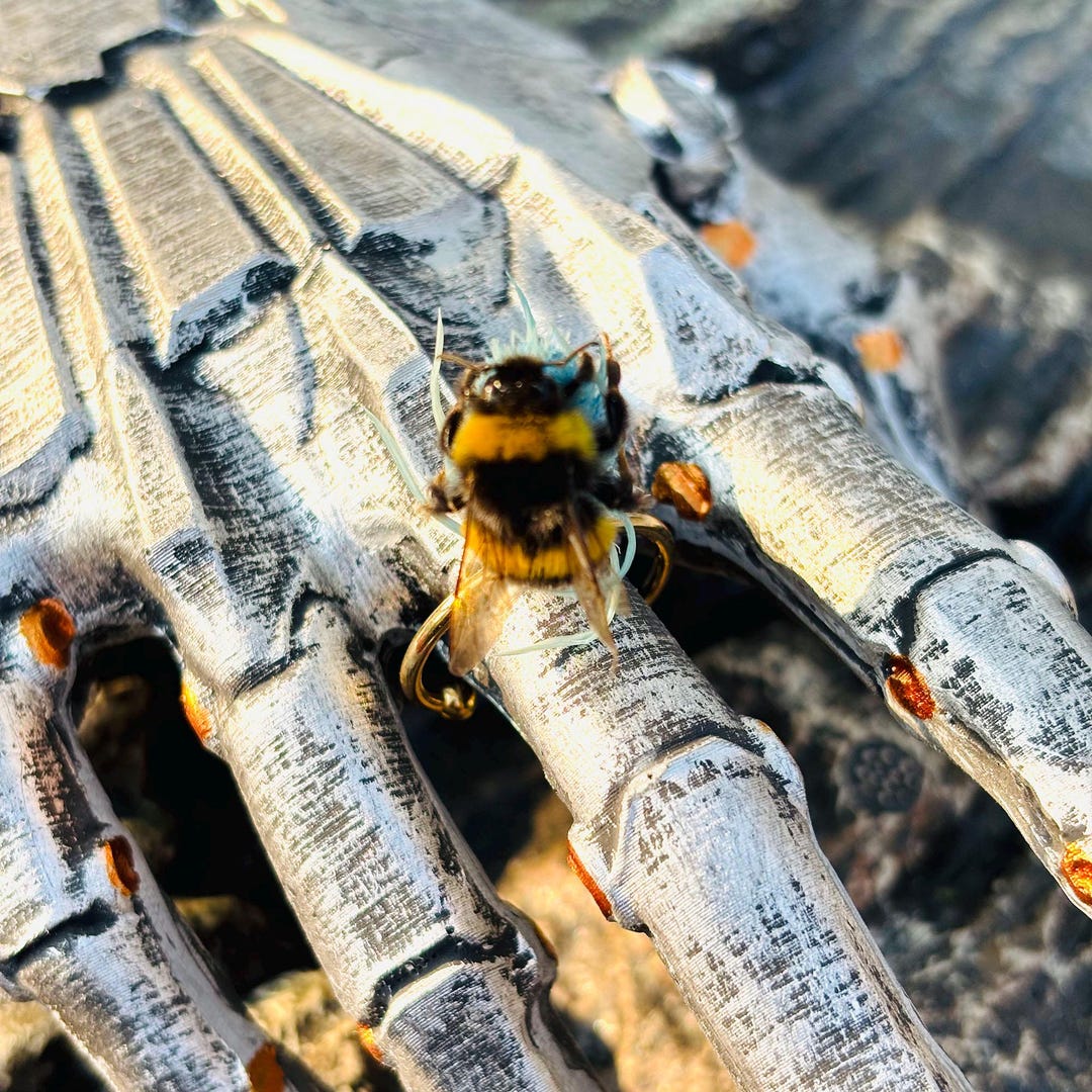 Bumblebee Ring Specimen Art, Real Ethically Sourced Bee, Nature Wall ...
