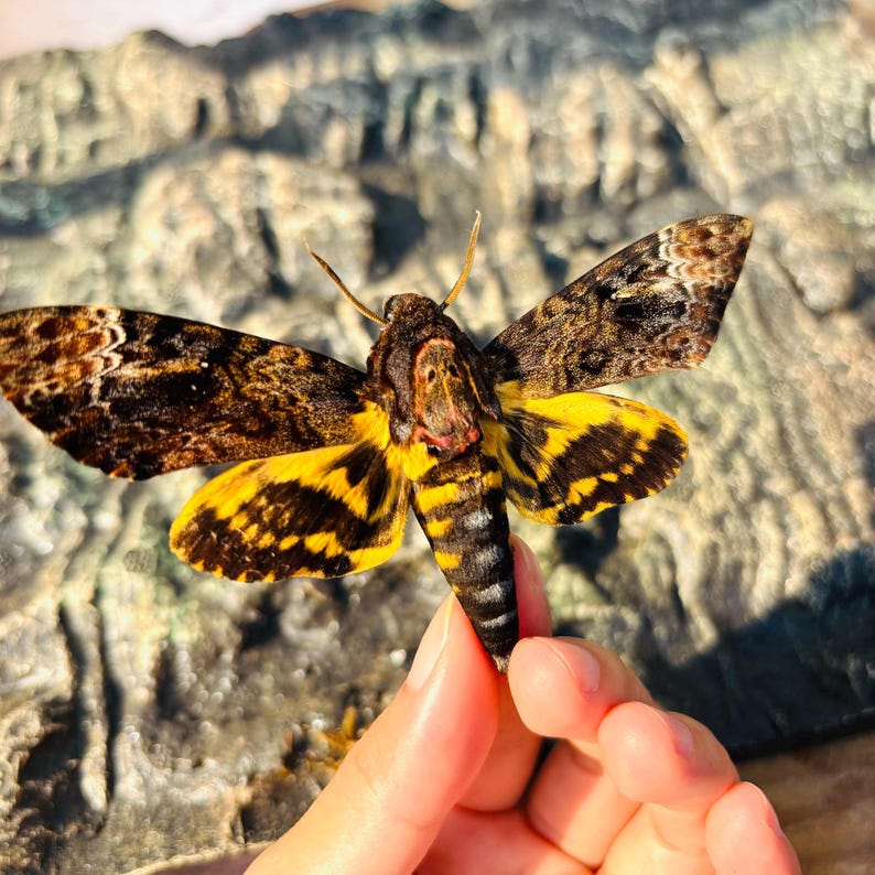 Taxidermy Death’s-head Hawkmoth, Real Dried Acherontia Specimen for ...