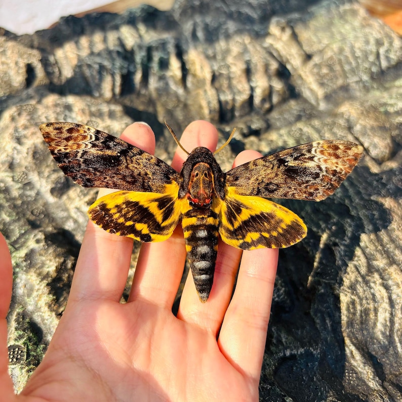 Taxidermy Death’s-head Hawkmoth, Real Dried Acherontia Specimen for ...