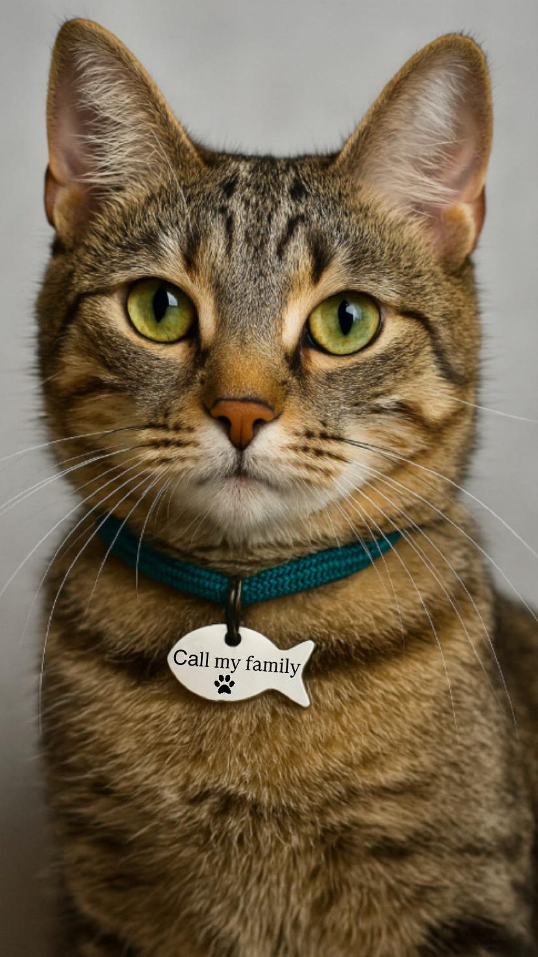 Personalized Cat ID Tag, Fish Shape, Engraved Stainless Steel, Kitten ...