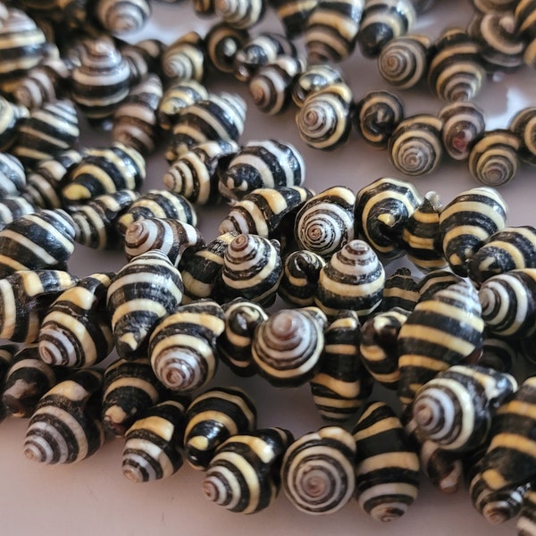 Zebra Shells - Etsy