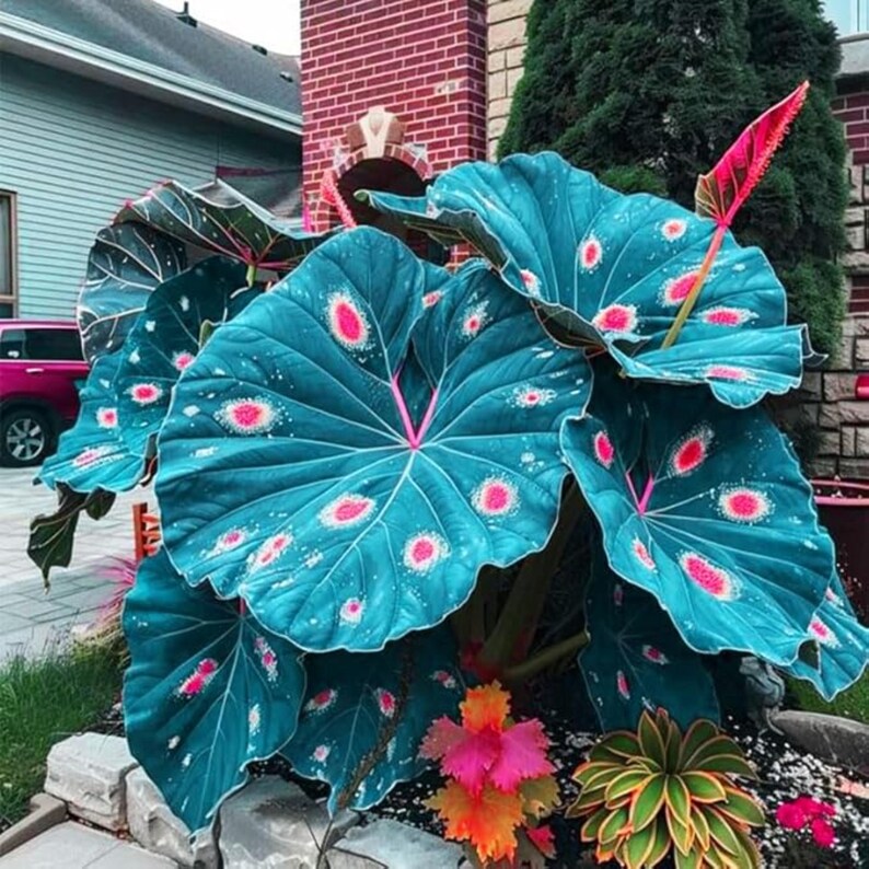 Blue 185+ Mixed Color Hosta Seeds – Shade & Cold-tolerant Perennial ...