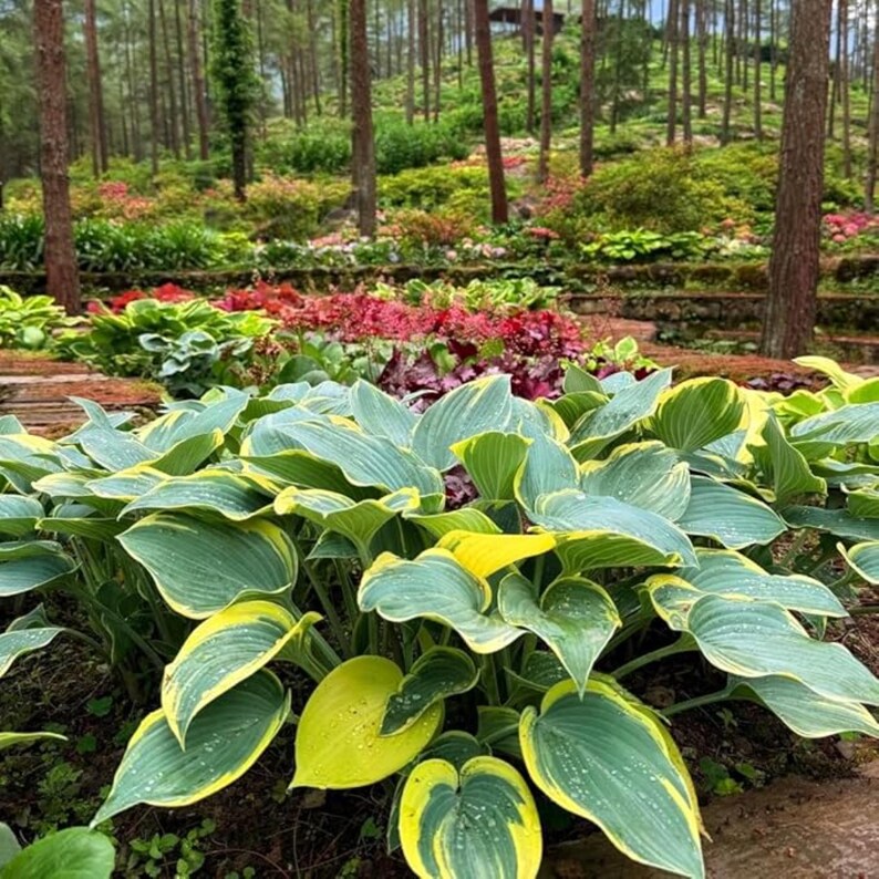 300PCS Dwarf Hosta Seeds – Perennial Shade Plants for Pots & Garden ...