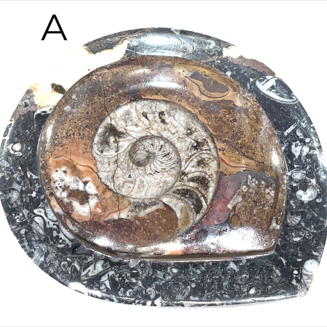 Ammonite Fossil Display Plate, Collector's Piece, Gemstones - Etsy