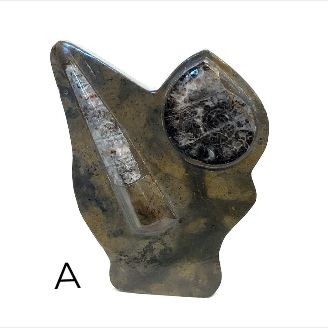 Orthoceras and Ammonite Fossil Stand - Etsy