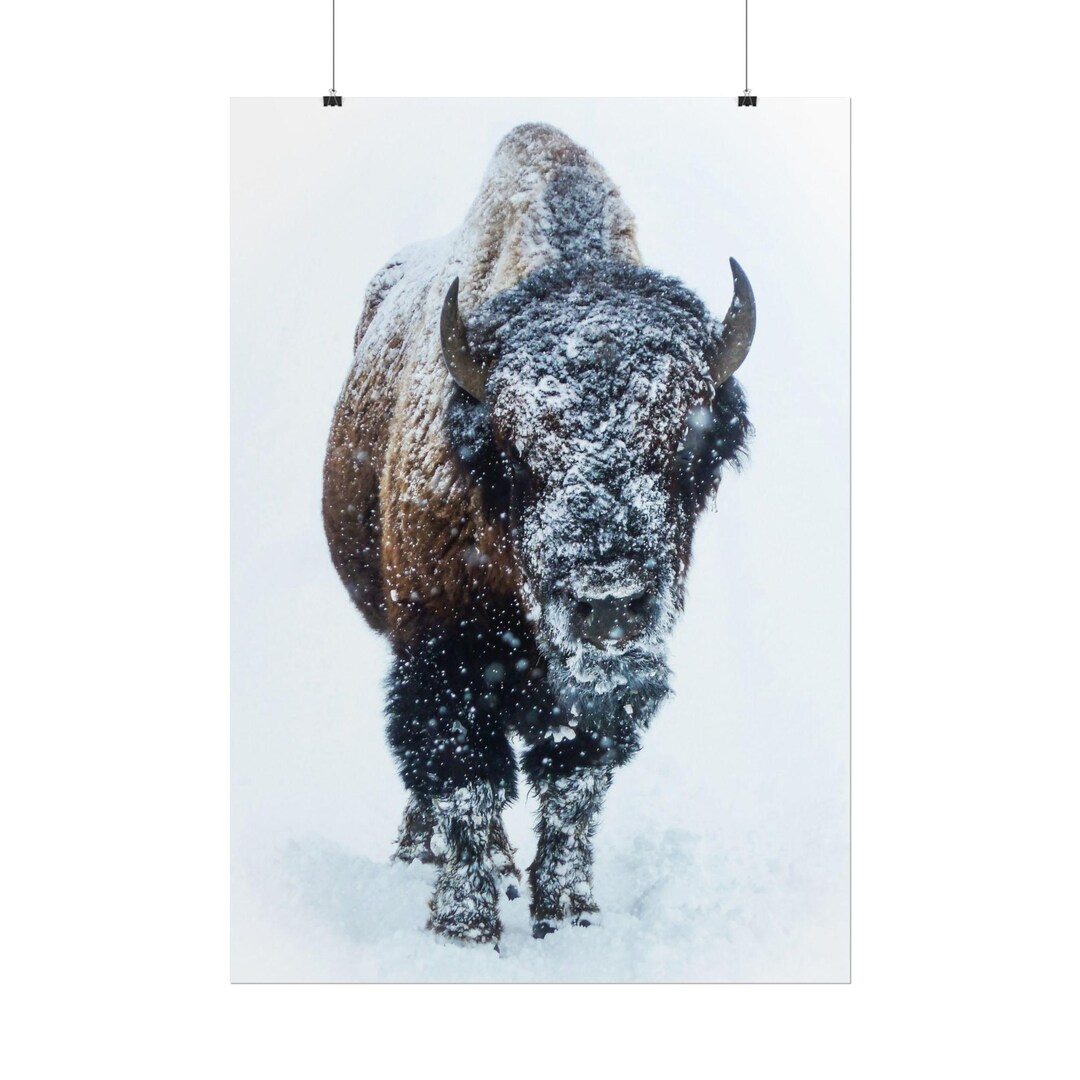 American Buffalo in Snow Original Poster Art - Bison Poster Print Wall ...