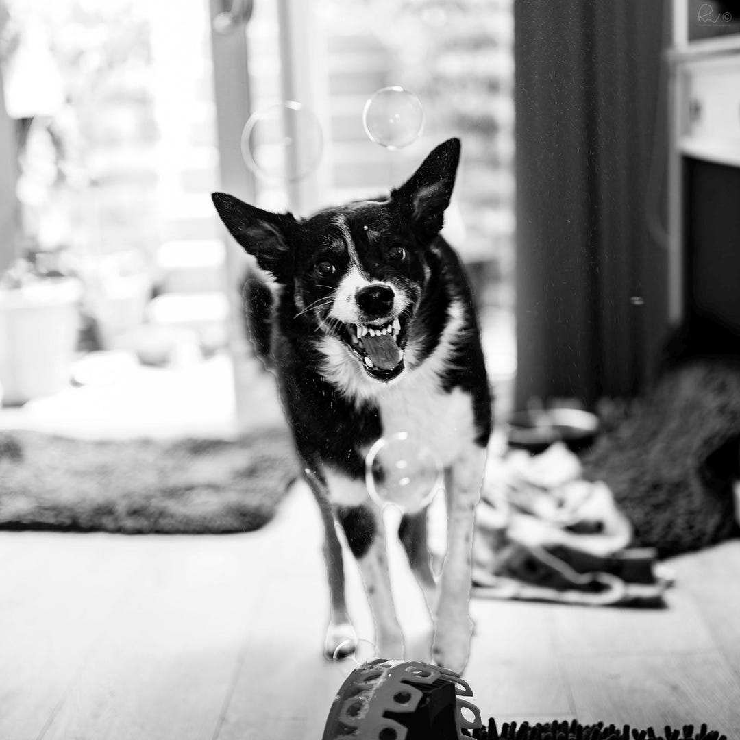 Bubble Chase: All Snarl, No Bite Digital Print - Etsy