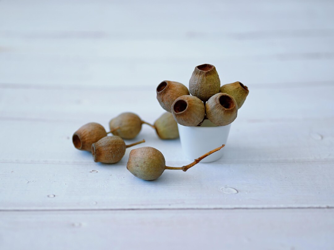 Dried Eucalyptus Seed Pods: Red Gum Nuts, Rustic Floral Decor, Wabi ...