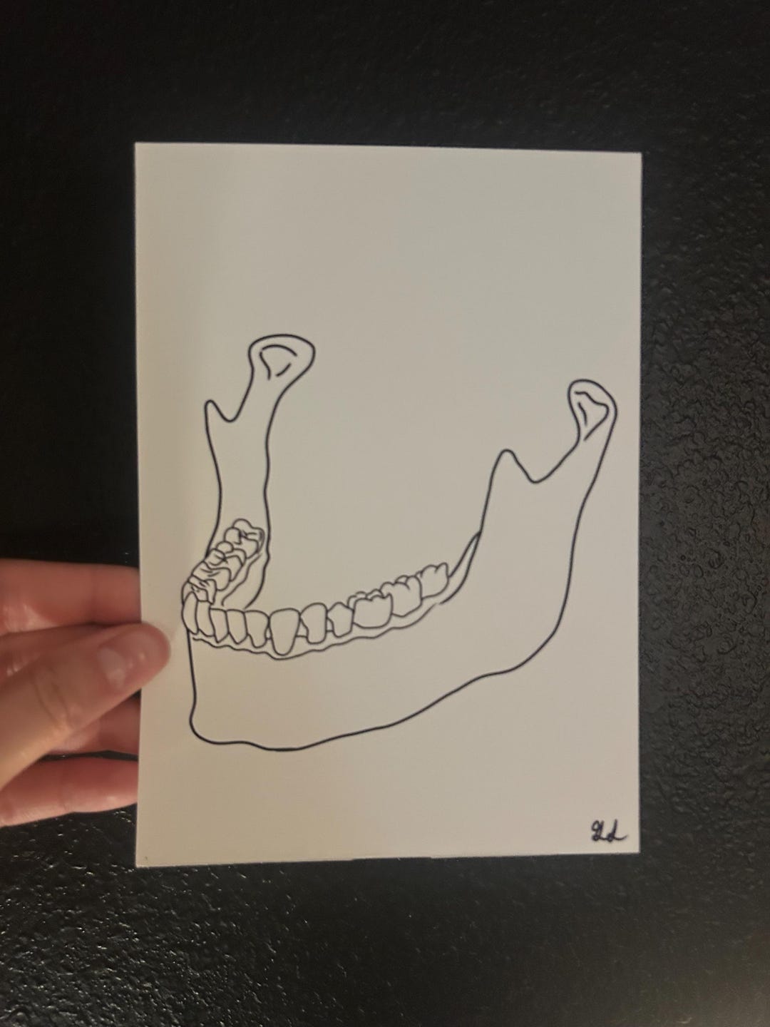 Realistic Hand Drawn Mandible Bone Art Print 5x7 - Etsy