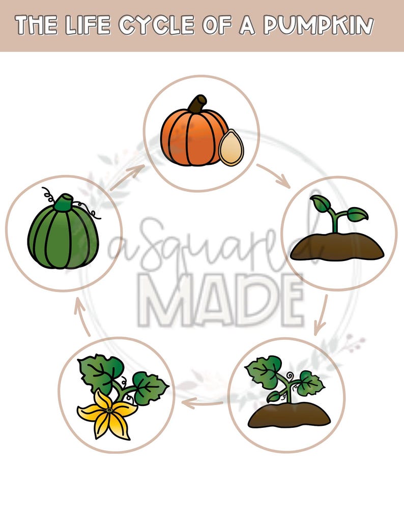 Fall Life Cycle Bundle: Apple & Pumpkin - Etsy