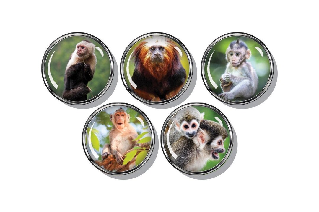 Monkey Magnets, Set of Five Magnets, - Etsy