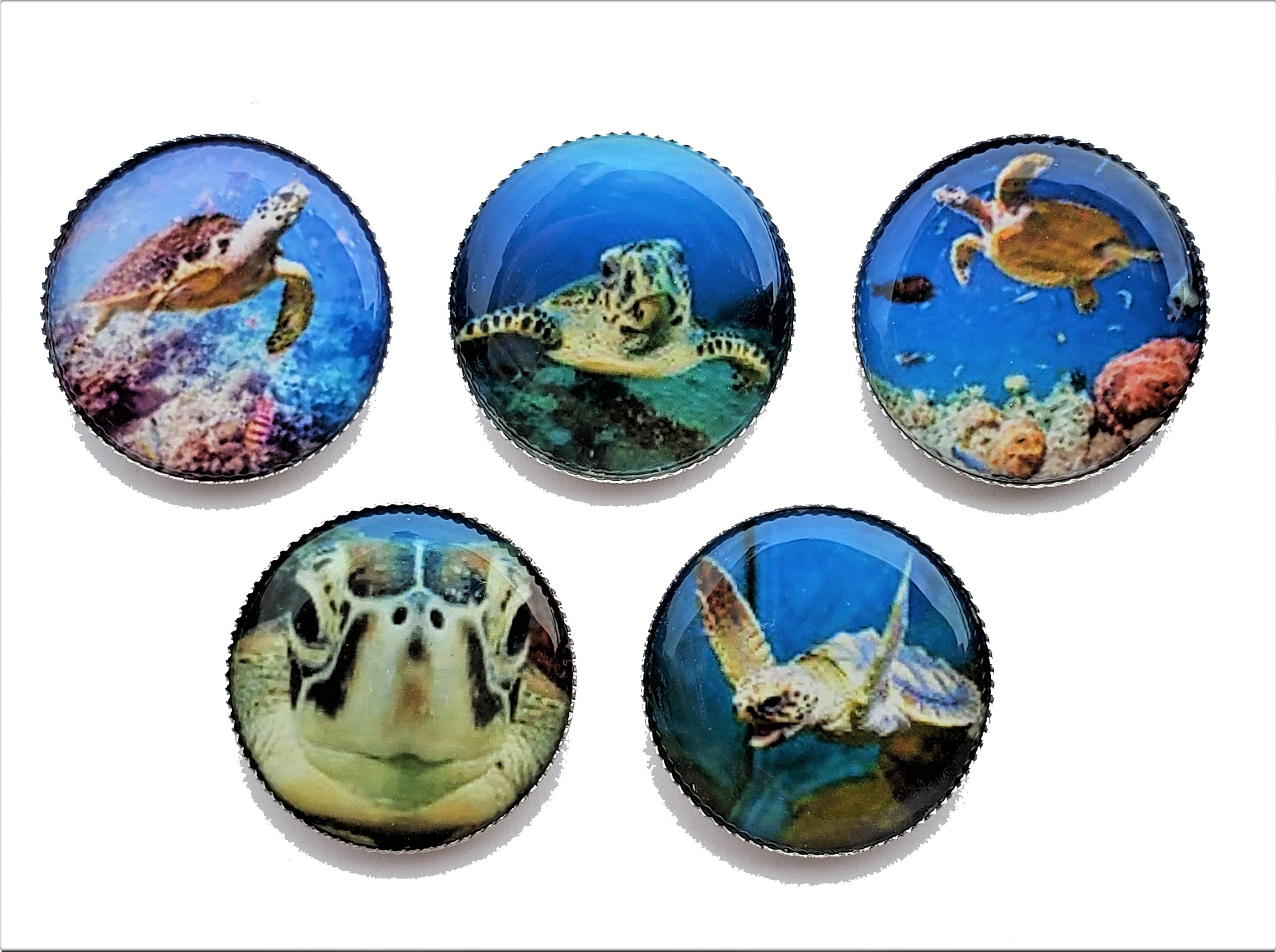 Turtle Magnets Sea Turtles Set of Five Magnets - Etsy