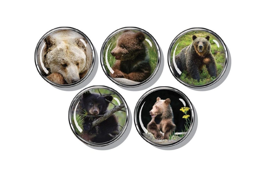 Bears. Black Bear, Brown Bear, Cute Bear Cubs, Set of Five Magnets - Etsy