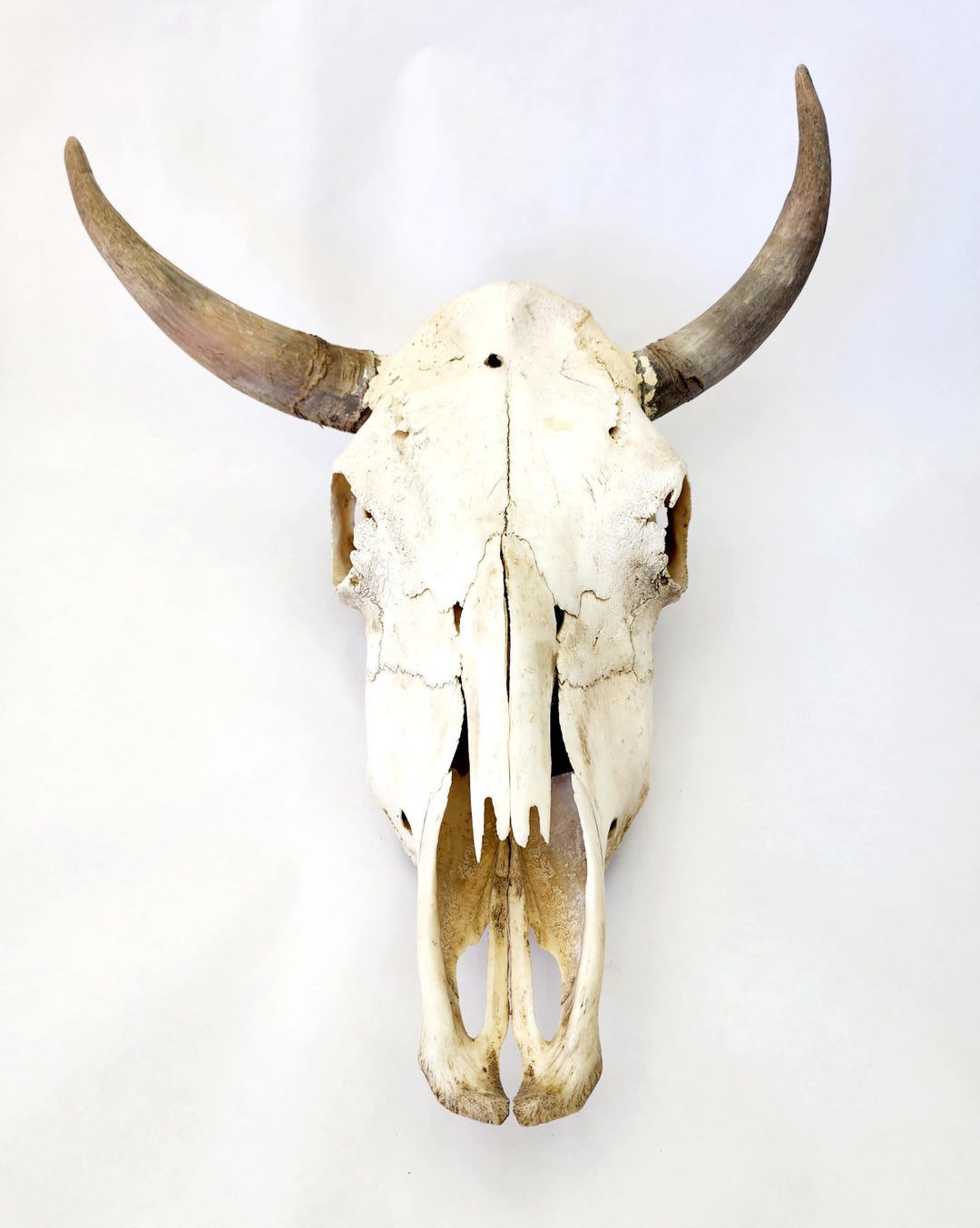 Vintage Real Steer Cow Skull WITH Horns Bull Authentic Western ...