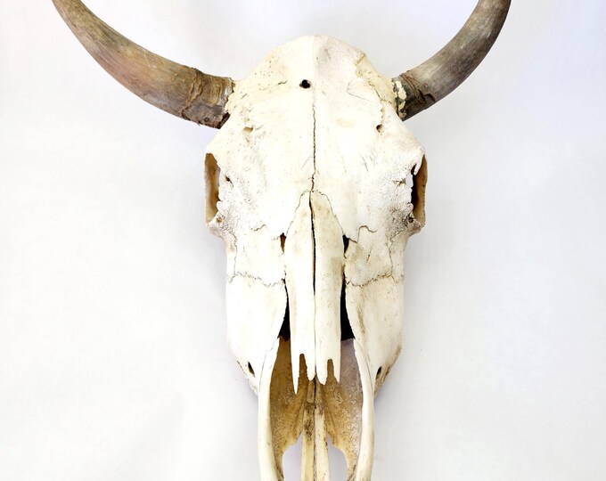 Vintage Real Steer Cow Skull WITH Horns Bull Authentic Western ...