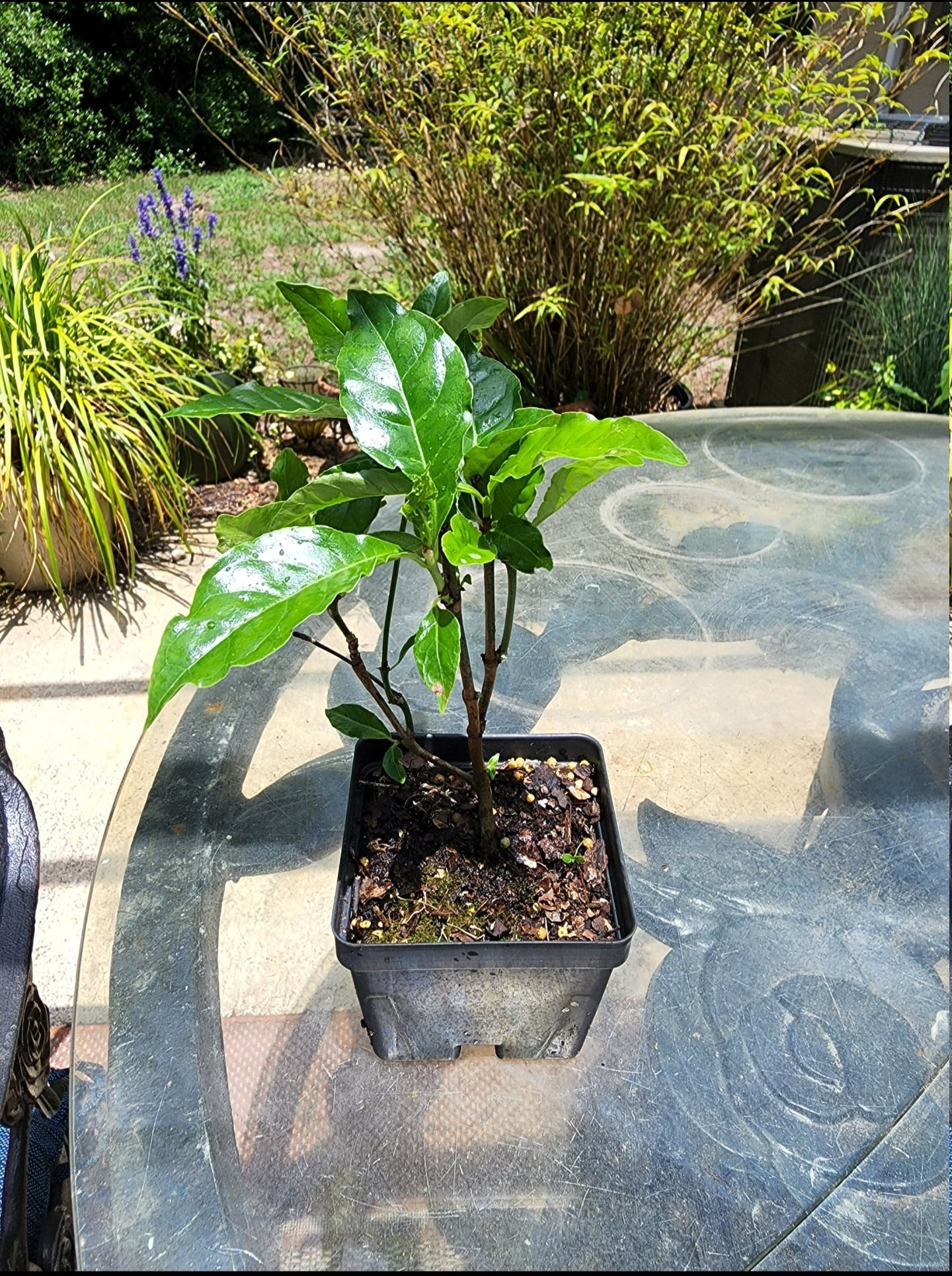 Wild Coffee Live Plant - Etsy