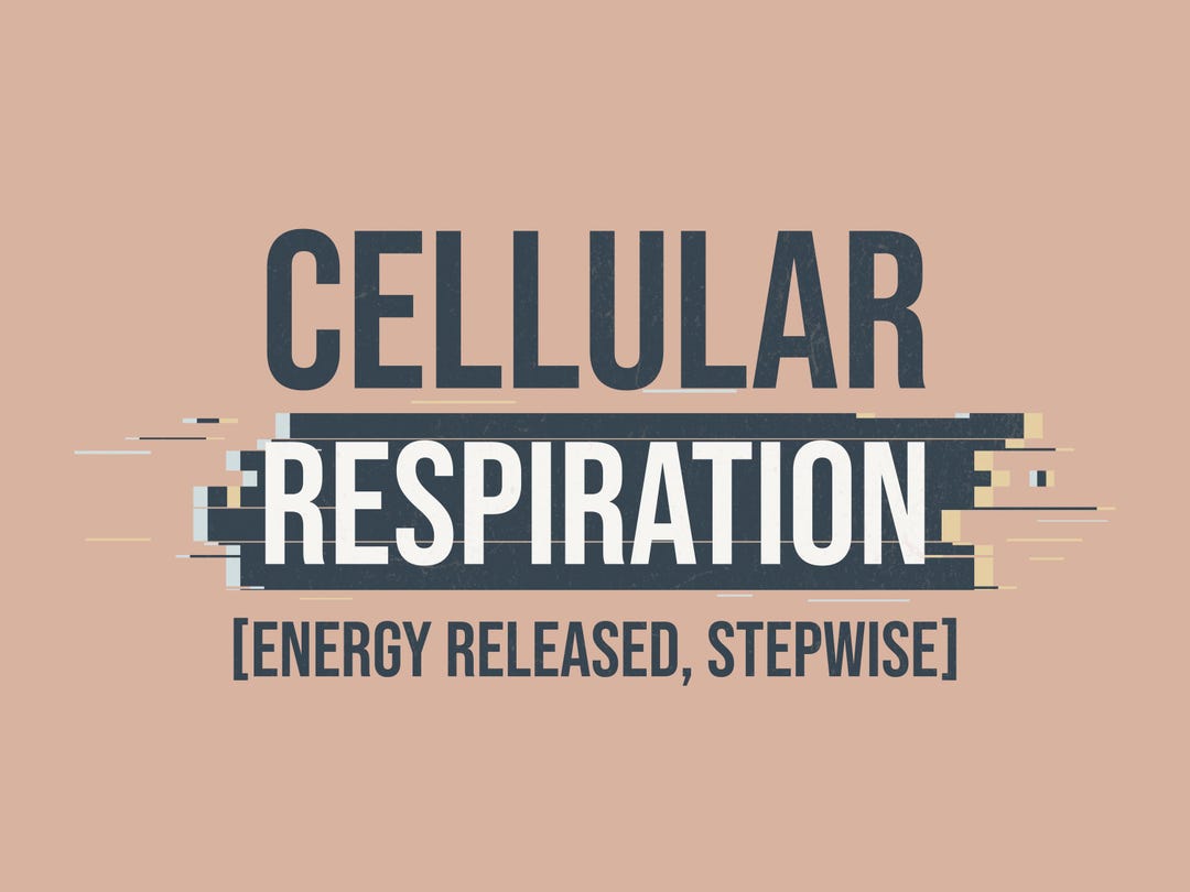Cellular Respiration – AP Biology Concept Poster | Minimalist Classroom ...