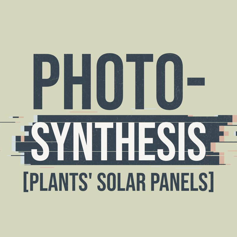 Photosynthesis Poster - Etsy