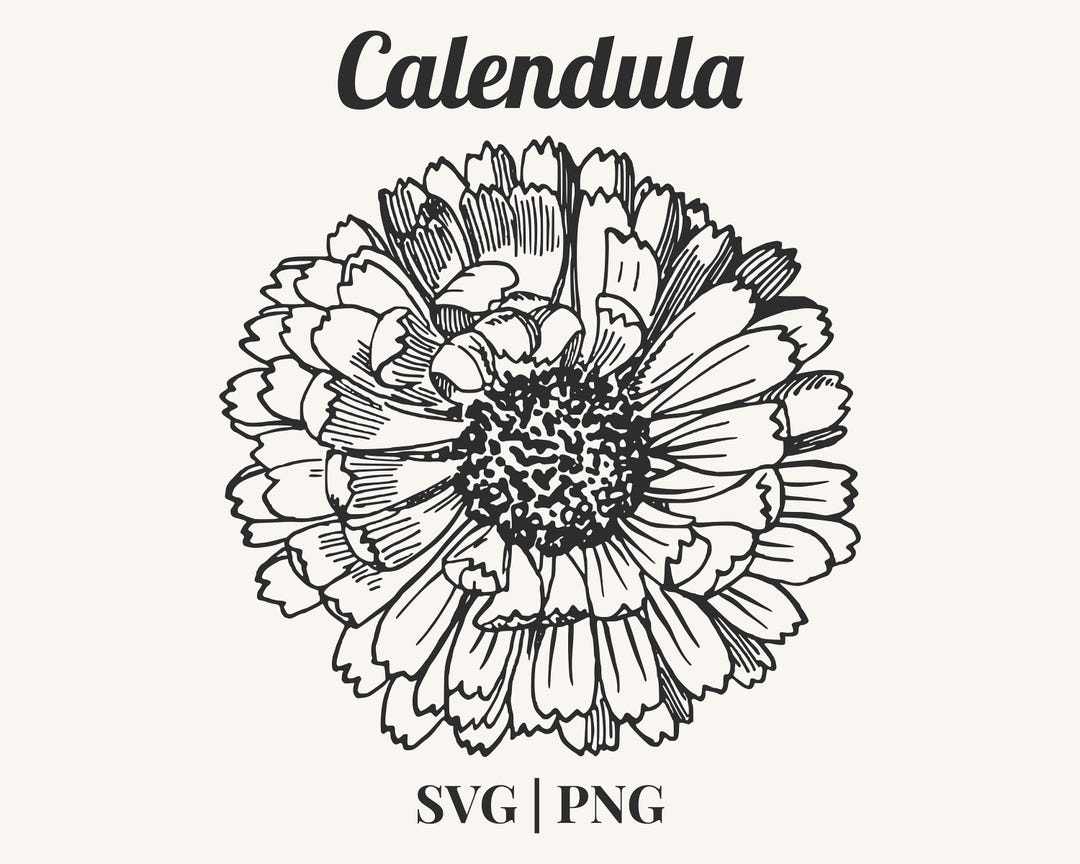 Calendula Flower SVG PNG | Hand Drawn Floral Line Art Clipart for Craft ...