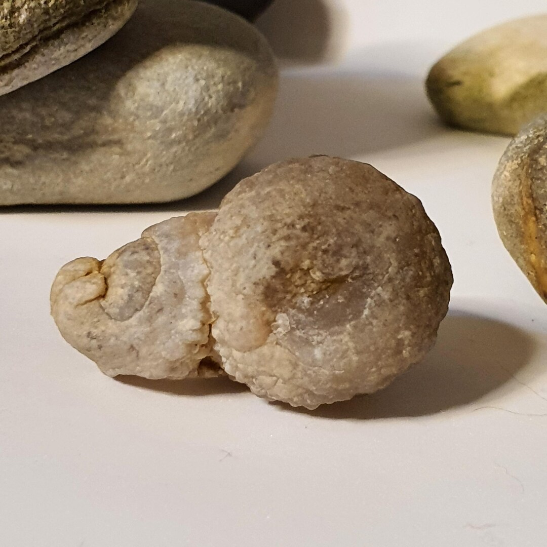 Very Rare Hippo Bezoar Stone Mustika Pearl, 110 Carat, Power Healing ...