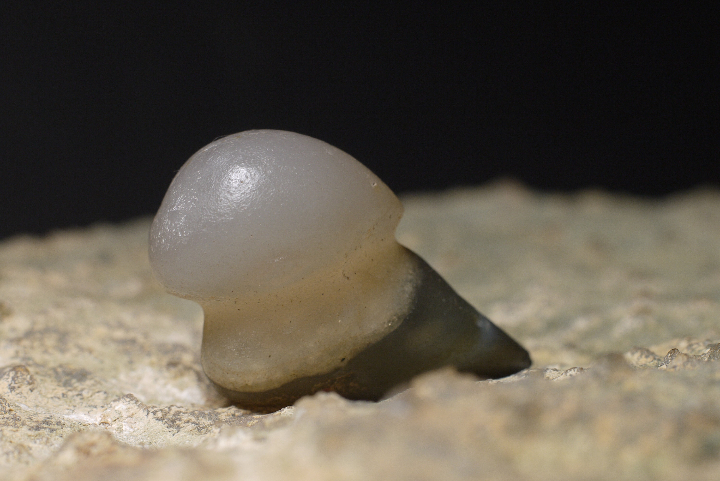 Gaja Mani Rarest Elephant Bezoar Stone Mustika Pearl, Royalty Wisdom ...