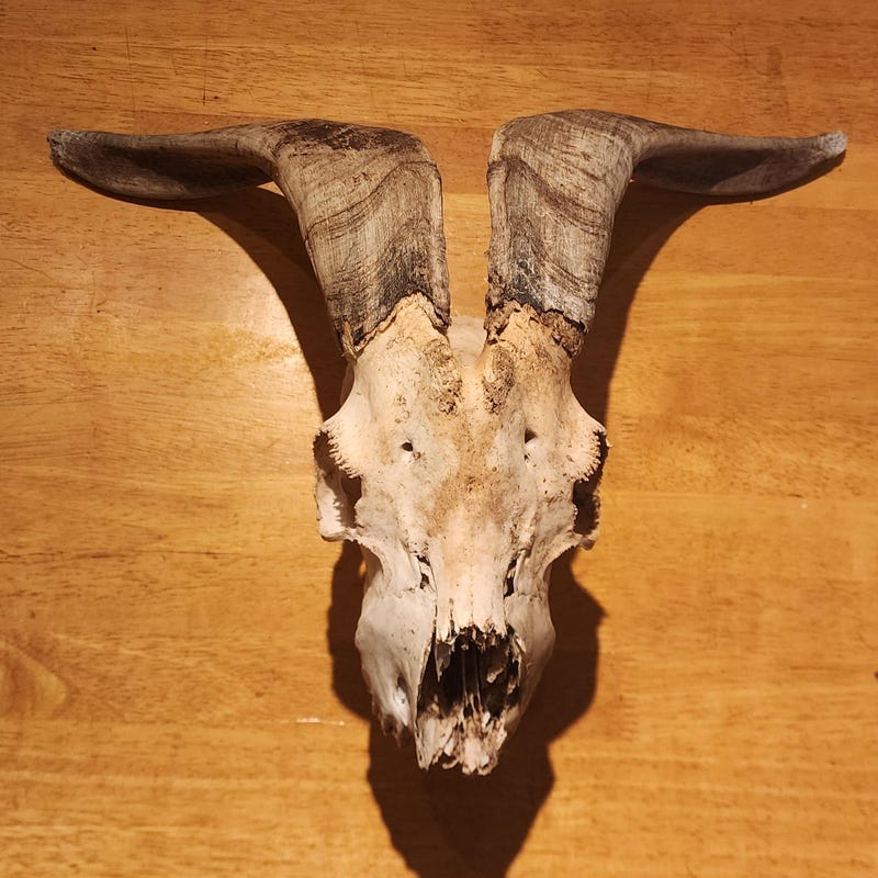 Real Goat Skull - Etsy
