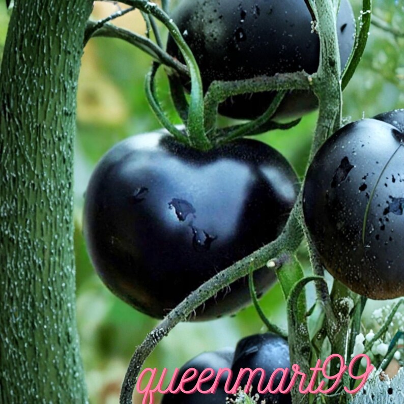 75+ Black Tomato Seeds | Heirloom Non-gmo | Sweet Juicy Cherry Tomato ...