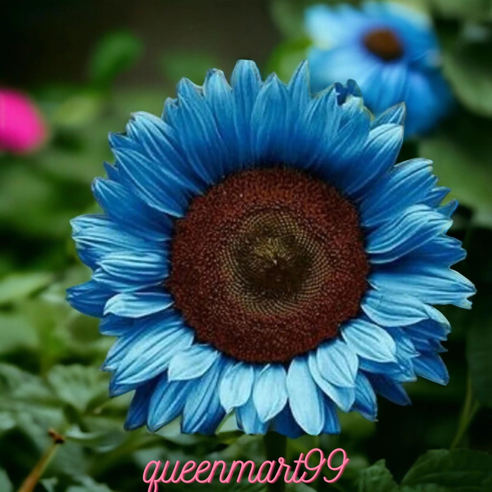 50 Midnight Oil Blue Sunflower Seeds | Helianthus Annuus | Dark ...