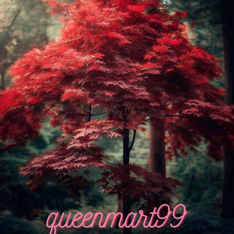 30 Red Maple Seeds | Acer Rubrum | Northern Source | Fast Growing Tree ...