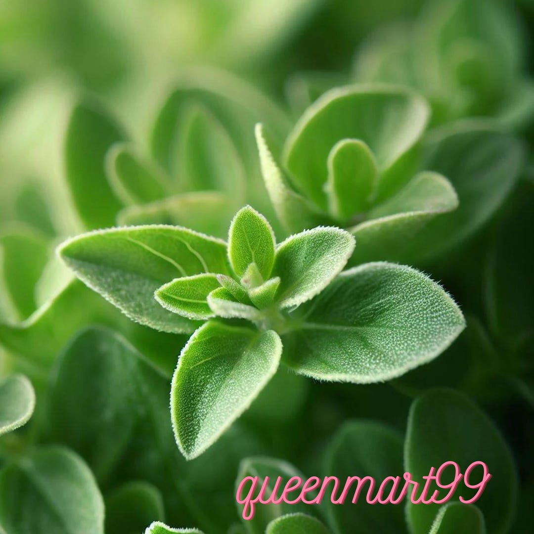 Sweet Marjoram Seeds 2000+ | Heirloom Herb | Non-gmo | Aromatic Garden ...