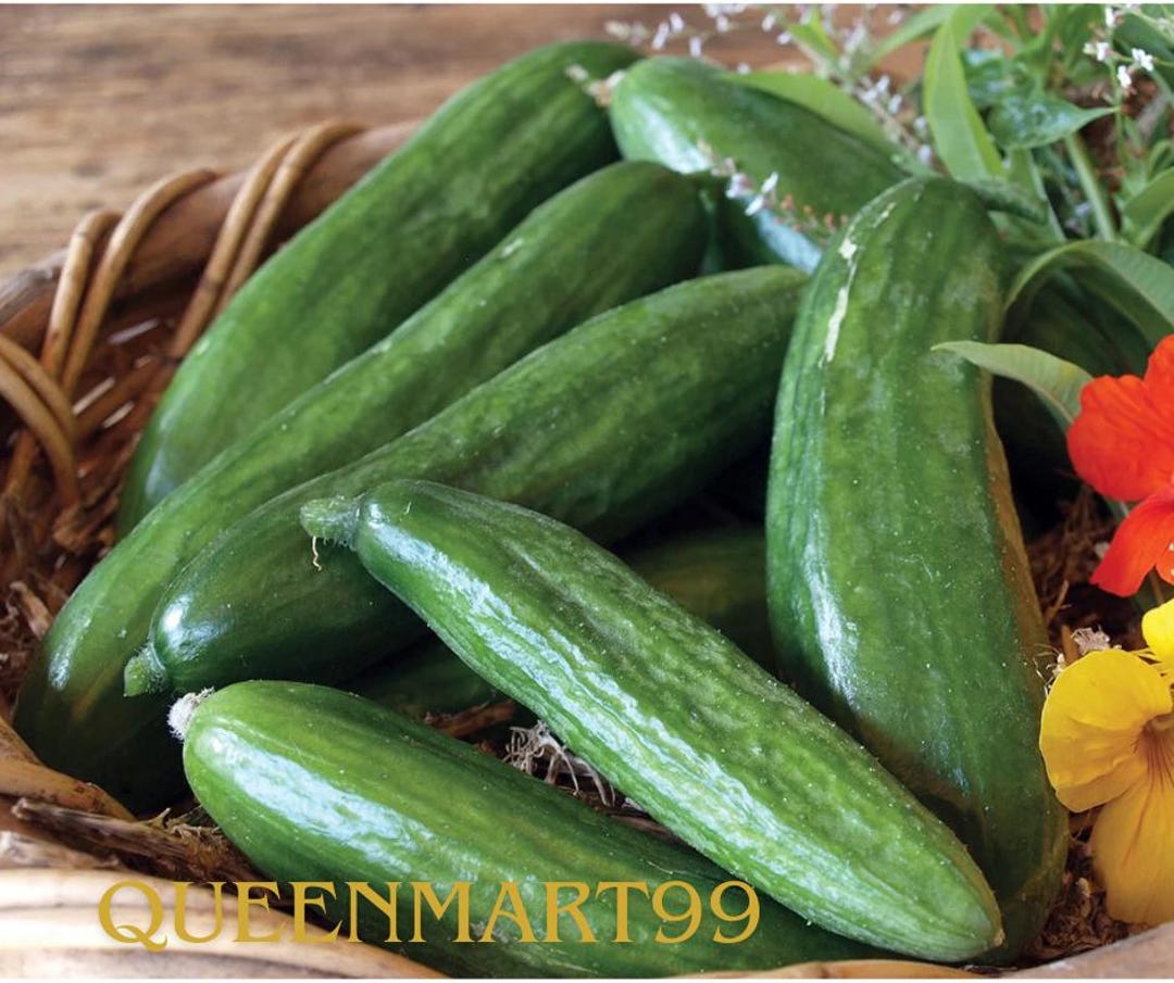 Muncher Cucumber Seeds | Cucumis Sativus | Crisp Slicing Cucumber ...